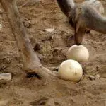Ostrich Πόσα αυγά φέρουν ένα χρόνο, μήνα και μέρα: Χαρακτηριστικά της χειρουργικής επέμβασης 7200_7