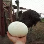 Ostrich ndi mazira angati pachaka, mwezi ndi tsiku: mawonekedwe a opaleshoni 7200_8