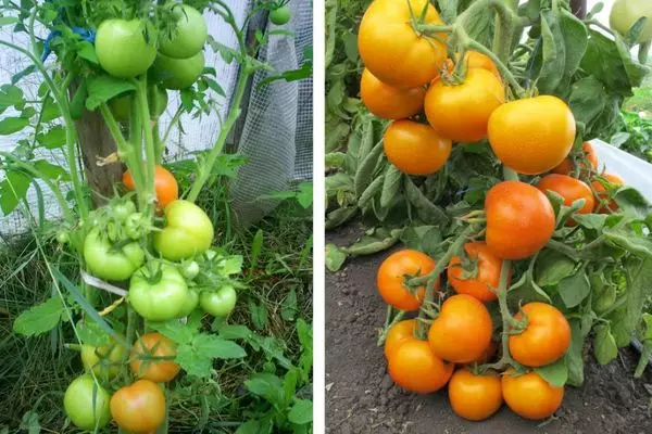 Narančasta paradajz