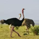 Ostrich çiqas giraniya: Tabloya nîşanên li gorî nîgarê û tiştê ku bandor dike 7204_3