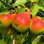 Pear Redobokay: Mô tả các giống và đặc điểm, trồng trọt và chăm sóc 7206_1