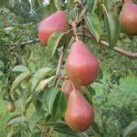 Pear Redobokay：品種和特徵描述，培養和護理 7206_2