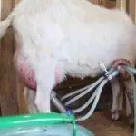 Kumaha susu kambing: Aturan pikeun pemula sareng kumaha anu pangsaéna, kalayan panangan atanapi aparat 7207_10