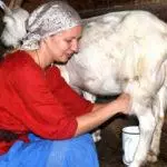Kumaha susu kambing: Aturan pikeun pemula sareng kumaha anu pangsaéna, kalayan panangan atanapi aparat 7207_3
