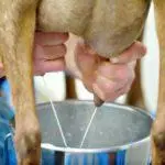 Come latte la capra: regole per principianti e come meglio, con le loro mani o apparati 7207_5