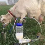 Como fazer o leite cabra: regras para iniciantes e a melhor forma, com suas próprias mãos ou aparelhos 7207_9