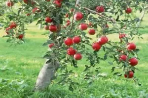 Selectie van optimale grond voor het planten van een appelboom: bepaal de zuurgraad en alkaliteit, wat voor soort grond nodig is