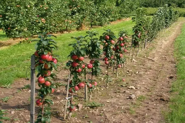 Svantaggi di varietà