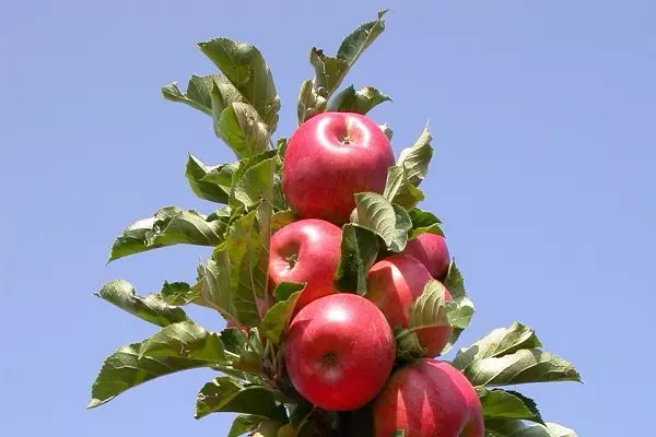 Այլ գաղութային ձեւավորված