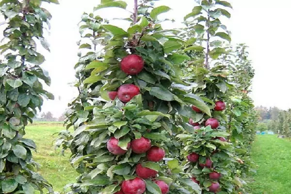 ಸಂಸ್ಕೃತಿಯ ಇಳುವರಿ