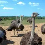 Hoeveel is de struisvogel: het aantal jaren vóór de slachting en het gemiddelde leven 7211_1