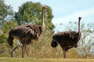 Deskrizzjoni ta 'l-Ostrich Somali, ir-riproduzzjoni u s-sottospeċi tad-dieta