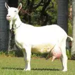 Goat nickname: Examples and 200+ names for boys and girls, choices 7212_5