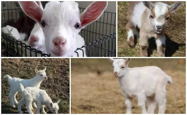 Different goats