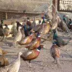 Pheasants: Teel en instandhouding by die huis vir beginners 7217_1