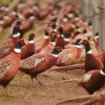 Mga Pheasants: Pag-breeding ug Pag-amping sa Balay alang sa Mga Magsisugod 7217_10