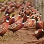 Pheasants: Kev Me Nyuam thiab txij nkawm nyob hauv tsev rau cov pib tshiab 7217_10