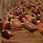 Pheasants: Pag-aanak at pagpapanatili sa bahay para sa mga nagsisimula 7217_11