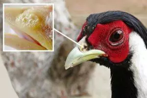 Pag-uuri ng mga sakit sa pheasant at mga paraan ng kanilang paggamot, posible bang magbabala