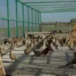 Pheasants: প্রারম্ভিক জন্য বাড়িতে প্রজনন এবং রক্ষণাবেক্ষণ 7217_16