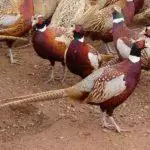 Pheasants: প্রারম্ভিক জন্য বাড়িতে প্রজনন এবং রক্ষণাবেক্ষণ 7217_23