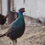 Pheasants: Ibisi ati itọju ni ile fun awọn olubere 7217_5