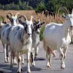 Pembiakan kambing: penanaman dan penjagaan di rumah untuk pemula 7218_12