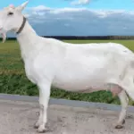 Ukuzalela Goat: Ukulima nokunakekela ekhaya Wabasaqalayo 7218_13