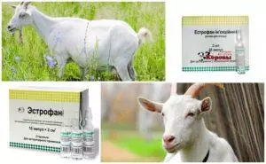 Composición e instrucciones para el uso de estbust para cabras, dosis y análogos.