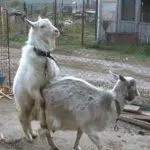 Goat Breeding: Klupivaasje en fersoargje thús foar begjinners 7218_18