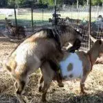 Одгледување на кози: Одгледување и грижа дома за почетници 7218_19