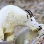 Goat Breeding: Klupivaasje en fersoargje thús foar begjinners 7218_20