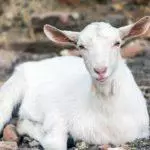 Ukuzalela Goat: Ukulima nokunakekela ekhaya Wabasaqalayo 7218_4