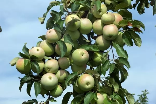 Apple Tree Grade Groundbes Brandks Kutuzov