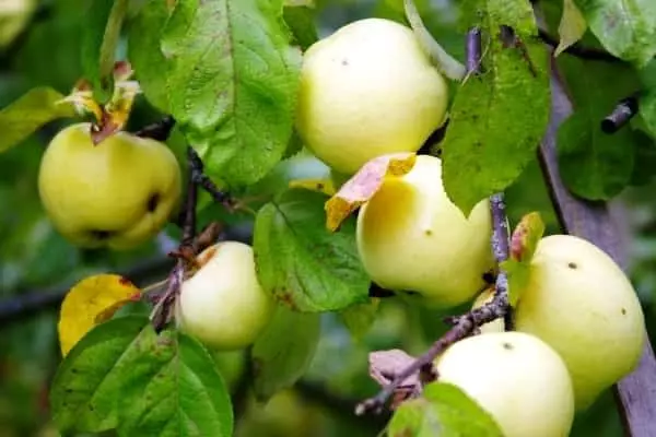 Epler på et tre