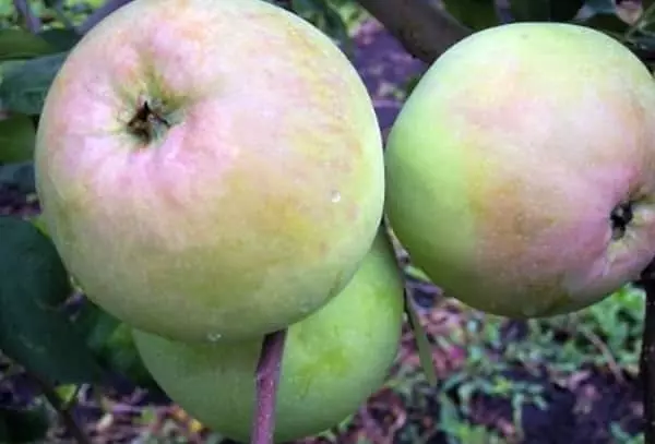 التفاح الصف kutuzovian.