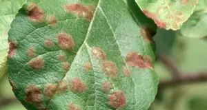 Hva er sykdommen når svarte flekker vises på bladene på epletreet enn å behandle og hva de skal gjøre