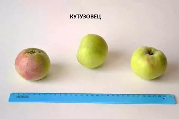 Dimensioni del grado di melo Kutuzova