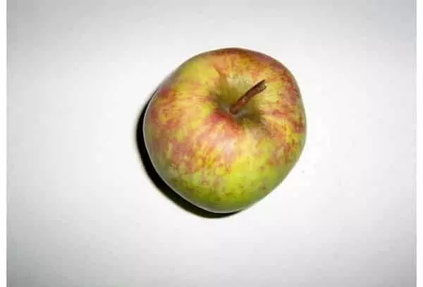 Apple Variety Kutuzova