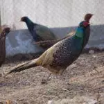 Pheasant Romanian: paghulagway sa lahi ug pagkaon, sulud ug pagpanganak 7224_1