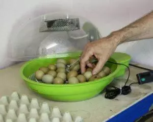 Inkubasiemodusfase-eiers en tafelaanwysers by die huis