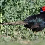 Pheasant Rumania: Deskripsi jenis dan diet, konten dan pemuliaan 7224_2