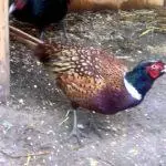 Pheasant Rumania: Deskripsi jenis dan diet, konten dan pemuliaan 7224_4