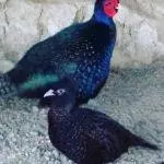 Pheasant Romanian: Tsananguro yeiyo breed uye yekudya, zvemukati uye kubereka 7224_8