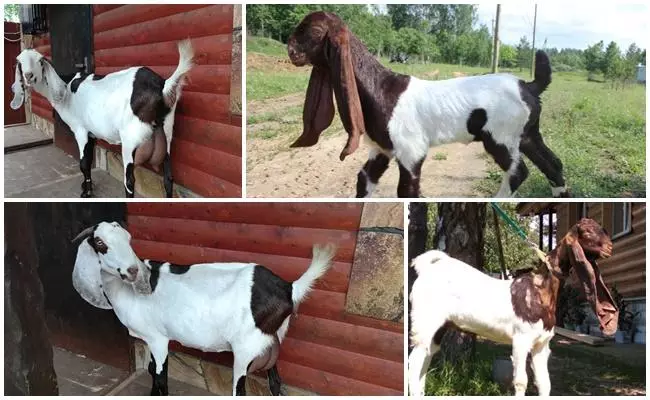 Goats Camori.