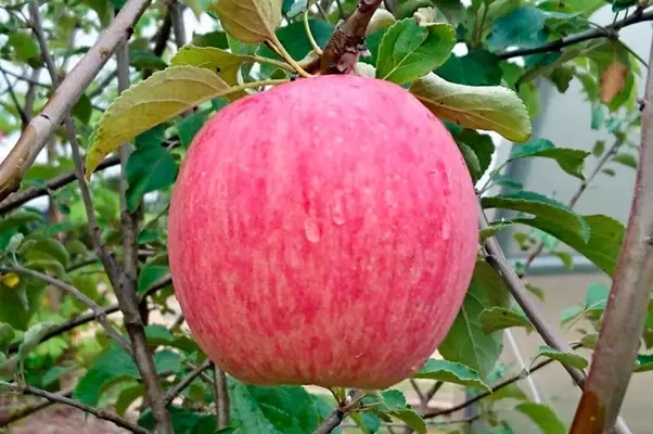 Rossoshansky striped apple.