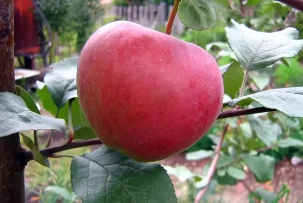 Rossoshanskaya striped fruit.