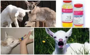 Symptoms of diseases in a goat and methods of their treatment, ways to prevent