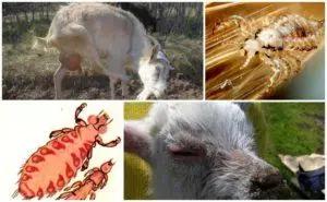 Третман на вошки во козите со дрога и народни лекови дома