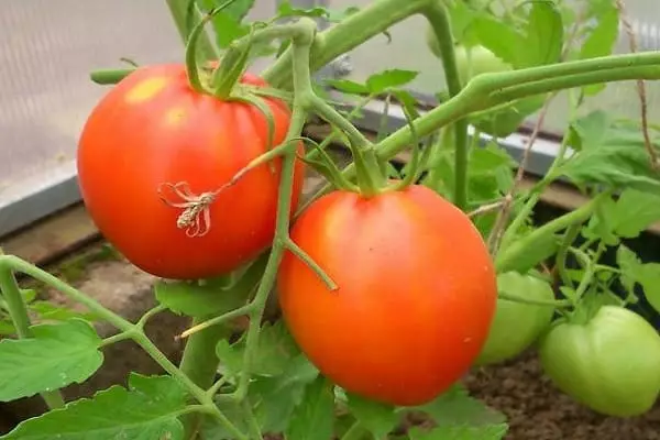 Tomato Push: kenmerken en beschrijving van de variëteit met foto's